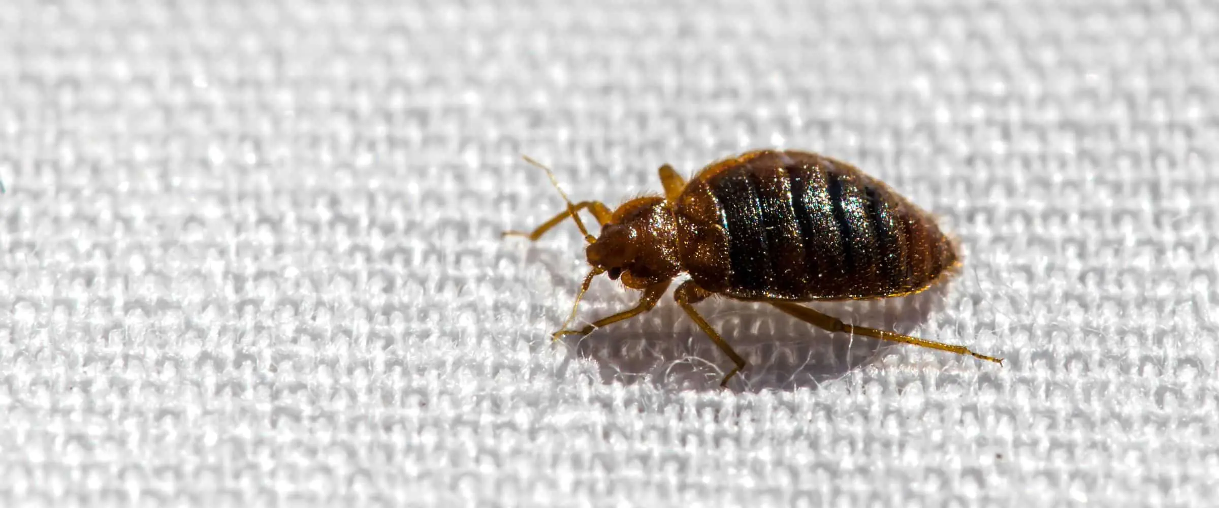 Bed Bugs - Bug-U Pest Control
