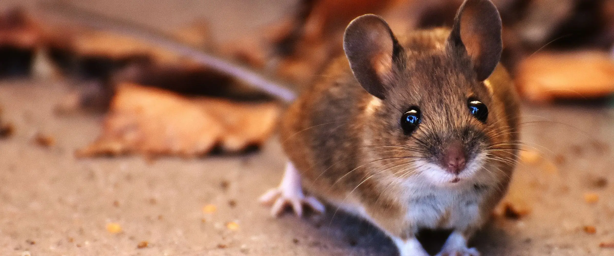 Rodent Control - Bug-U Pest Control