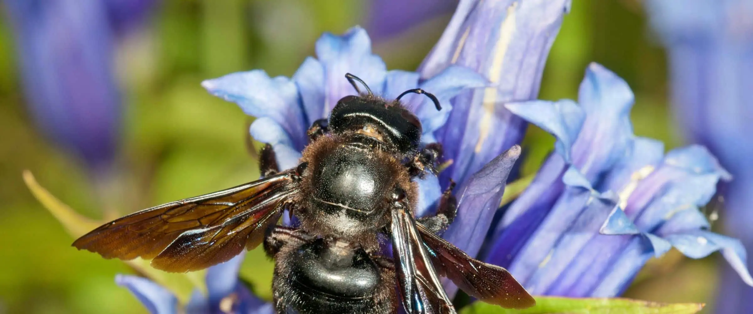 Carpenter Bee Control in Upstate, NY | Bug U Pest Control
