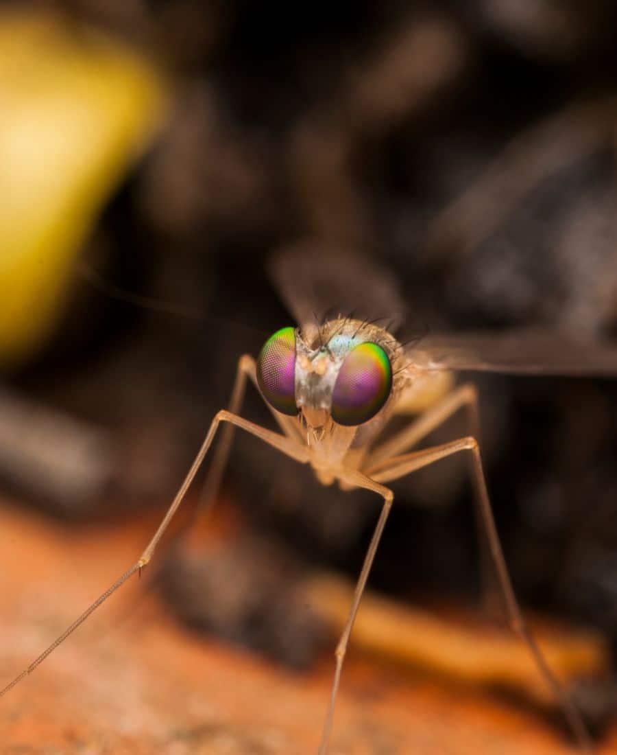 Fly Control in Upstate, NY | Bug-U Pest Control