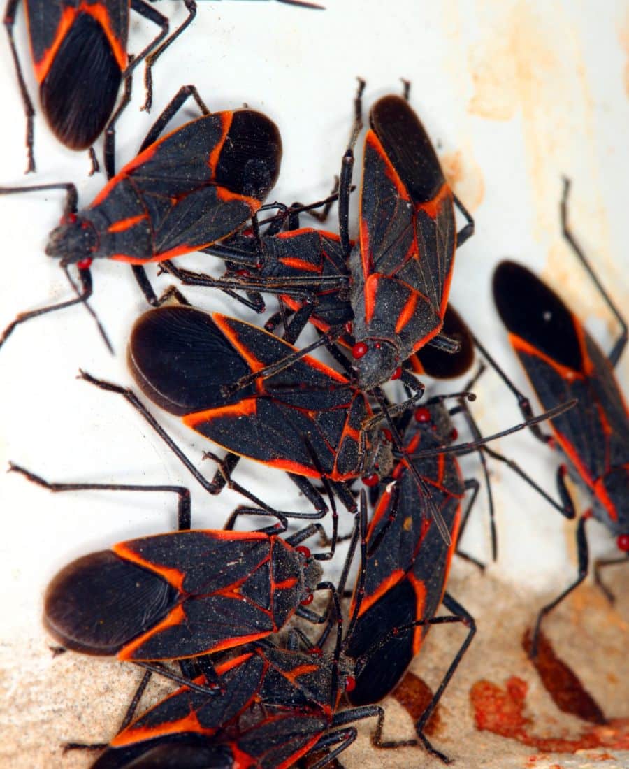 Bug Control in Upstate, NY | Bug U Pest Control