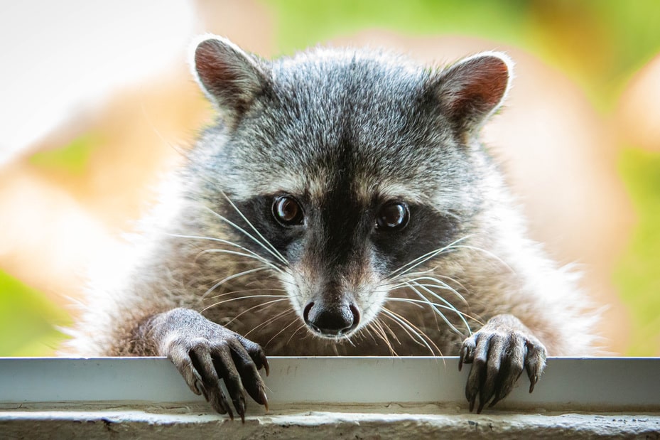 Wildlife - Bug-U Pest Control